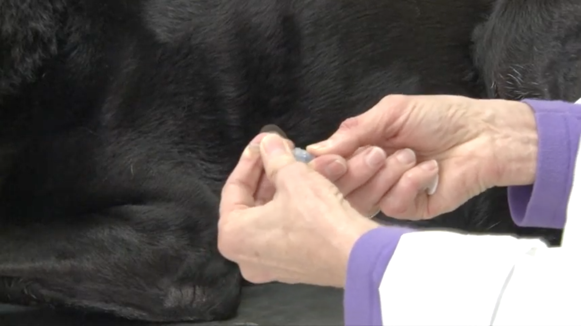 Sample Collecting – Vet Diagnosis